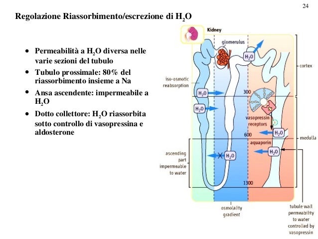 8(7)a eicosanoidi press art