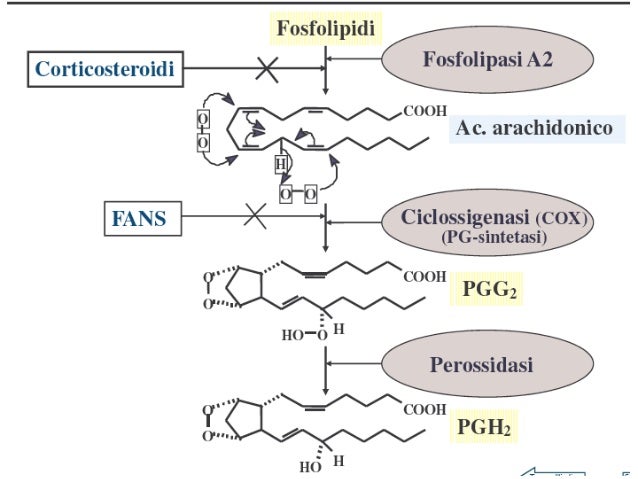 8(7)a eicosanoidi press art