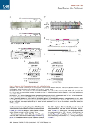 Crystal Structure of the Retinoblastoma Protein | PDF