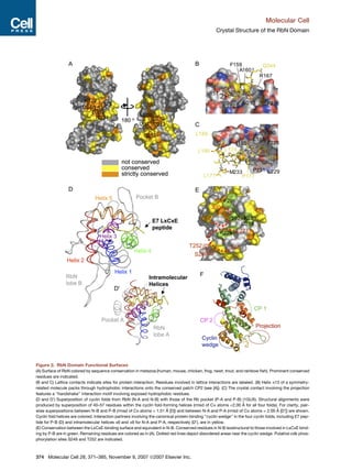 Crystal Structure of the Retinoblastoma Protein | PDF