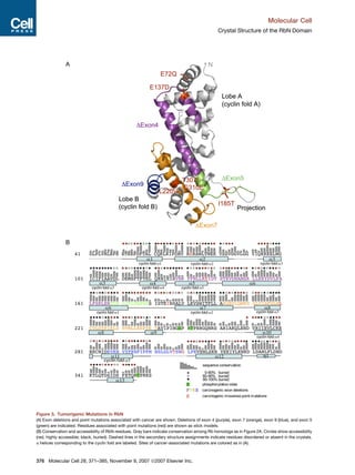Retinoblastoma Protein Structure