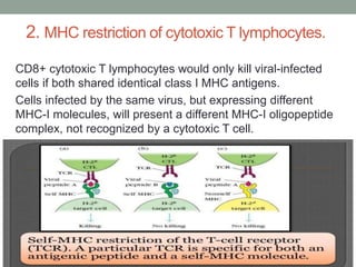 function of mhc | PPT