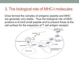 function of mhc | PPT
