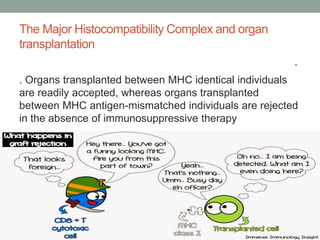 function of mhc | PPT