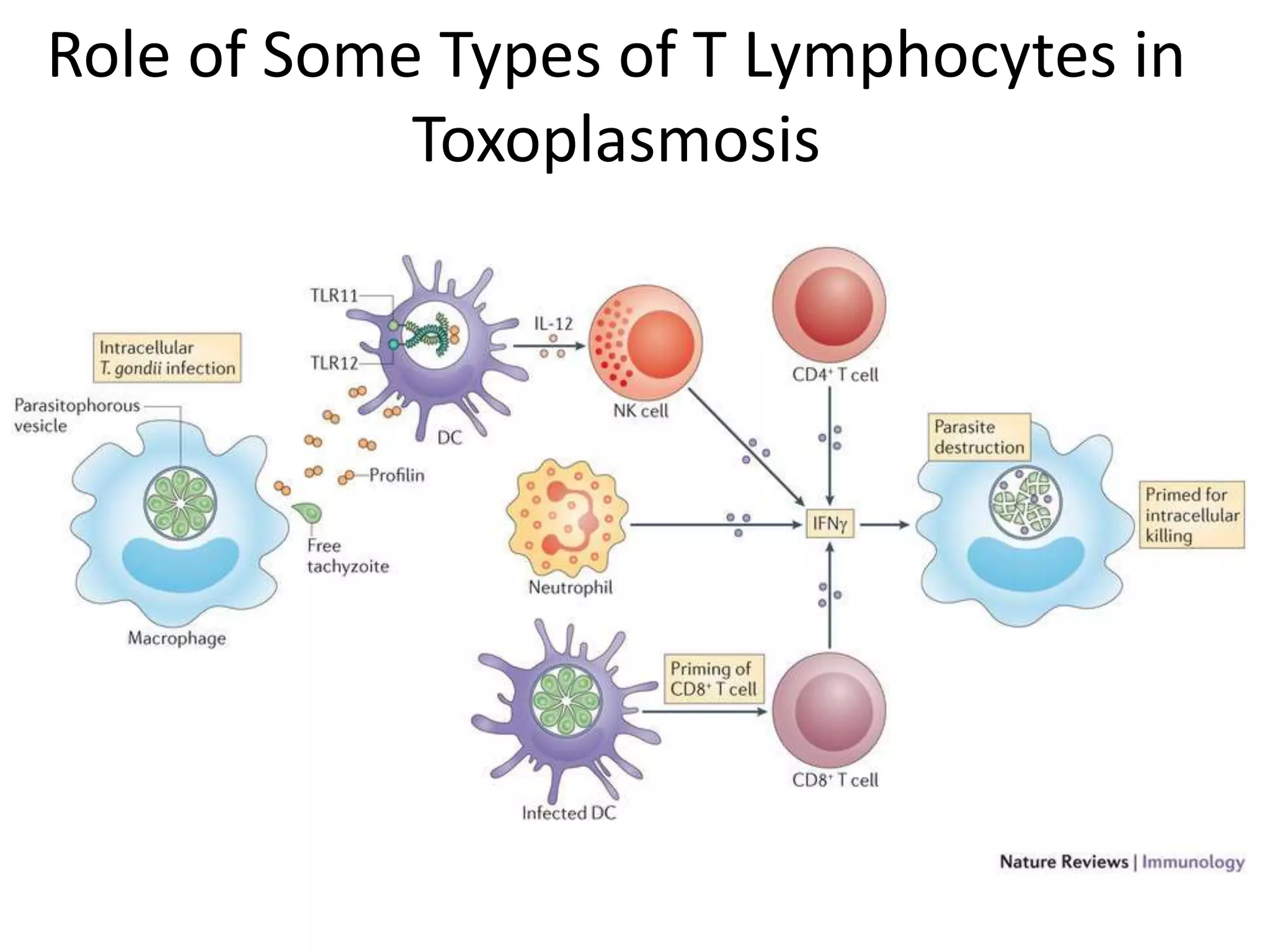 pathogenisis and clinical picture of toxoplasmosis | PPTX