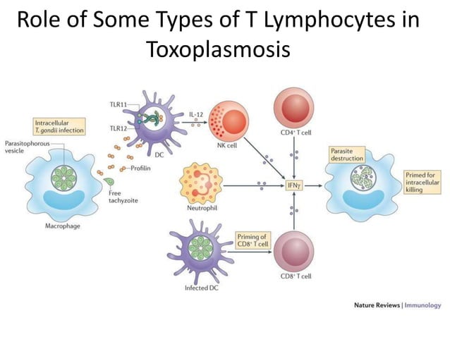 pathogenisis and clinical picture of toxoplasmosis | PPT