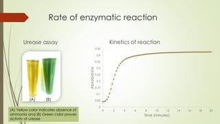 Purification of Urease from Sword Bean for Clinical Use | PPTX