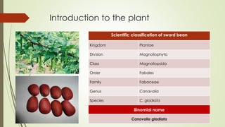 Purification of Urease from Sword Bean for Clinical Use | PPTX