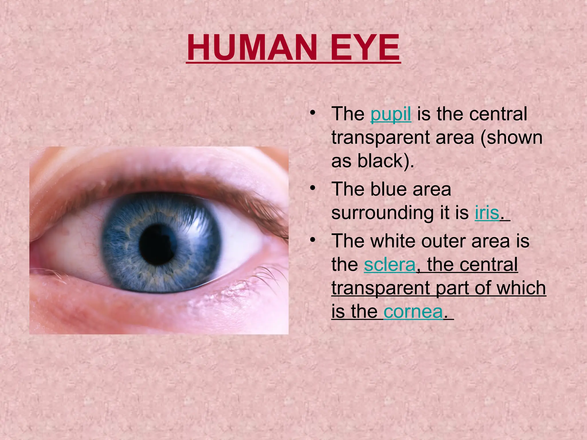 Envisioning the future using iris scanning biometrics | PPT
