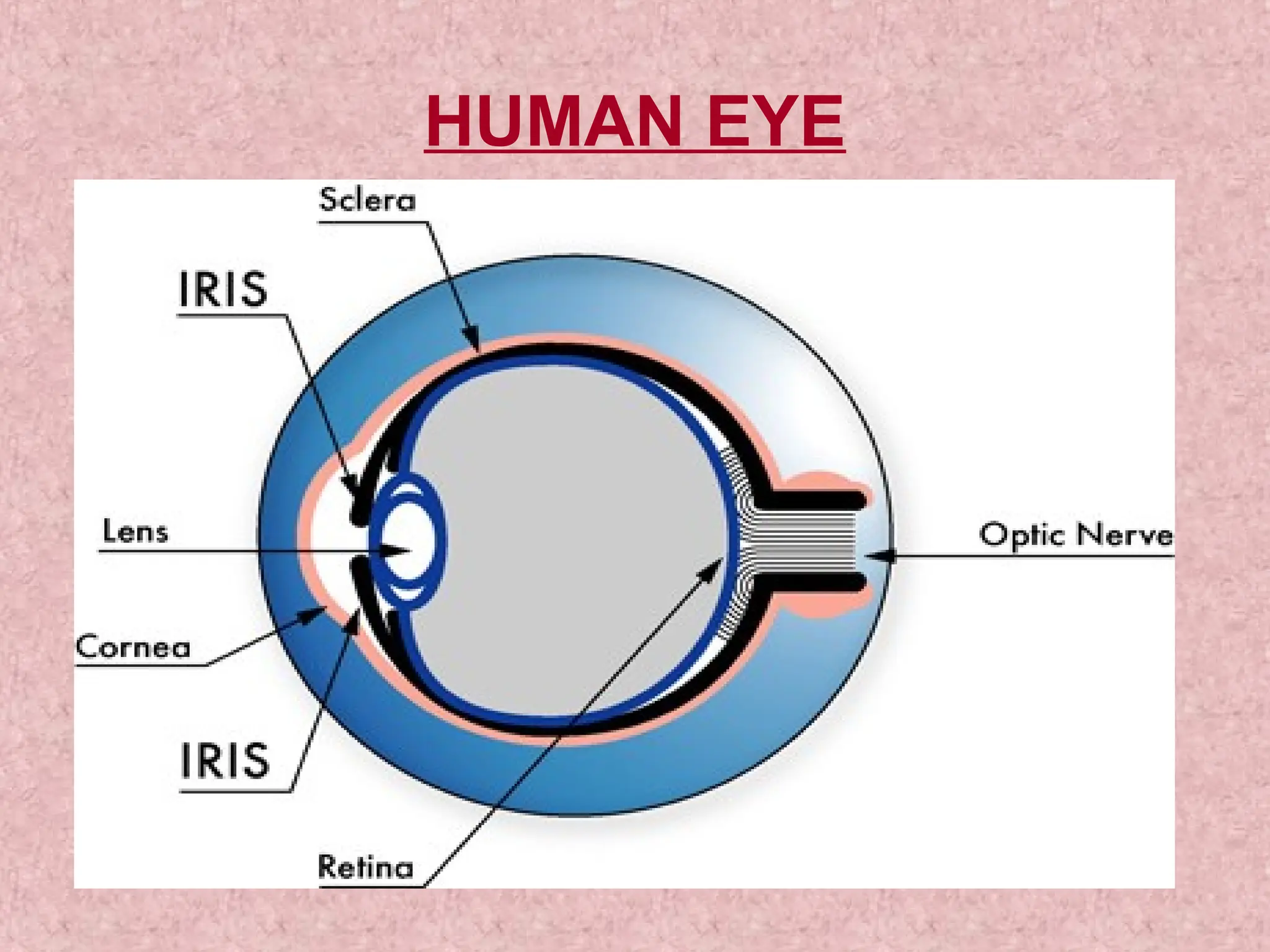 Envisioning the future using iris scanning biometrics | PPT