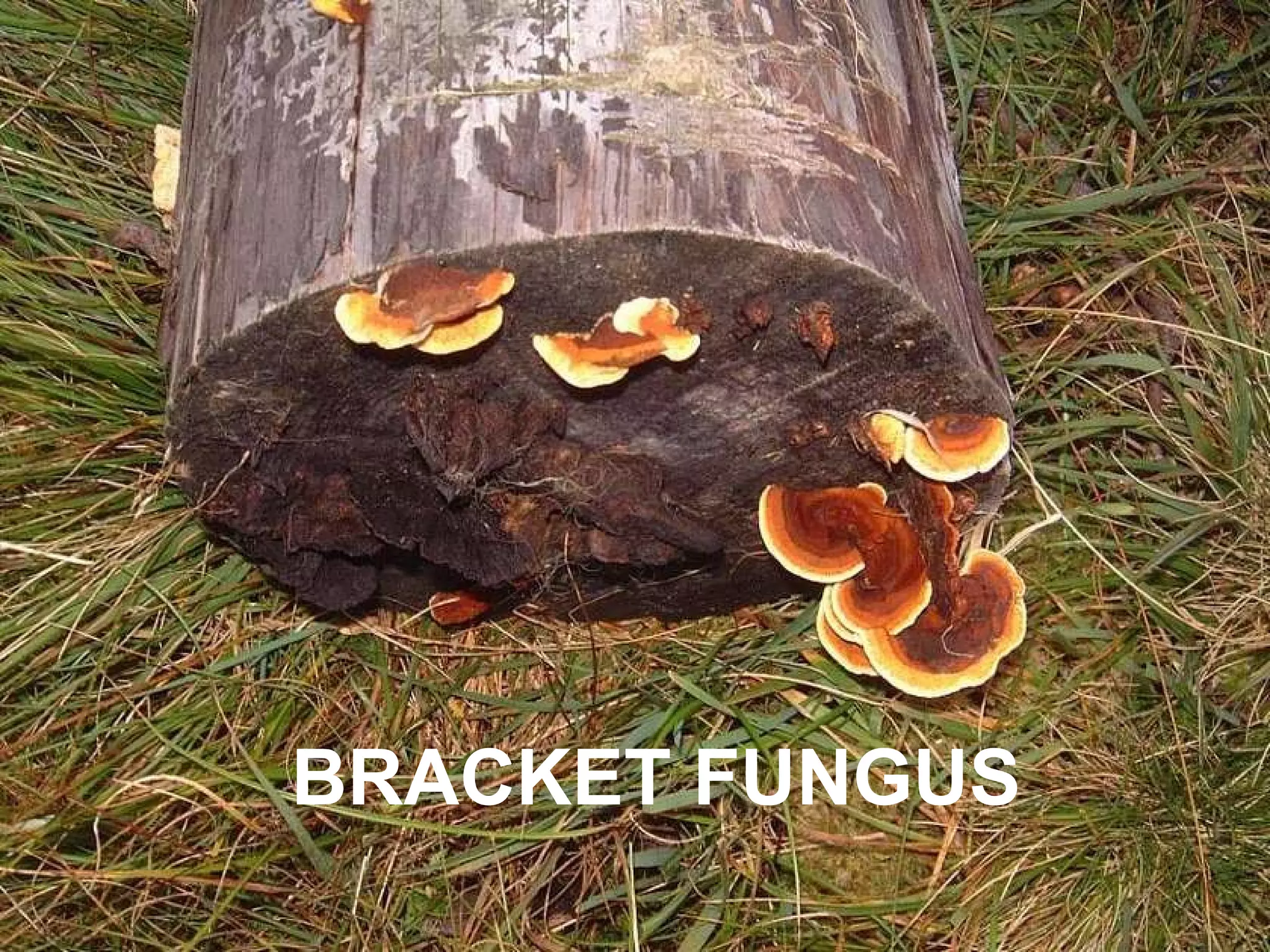 FUNGI THE NON GREEN PLANTS | PPT