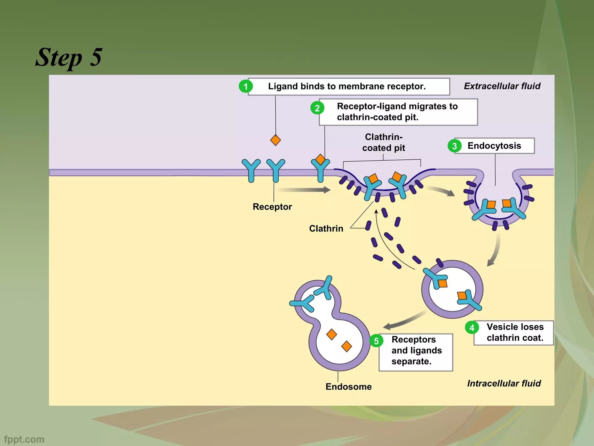 Endocytosis | PPT