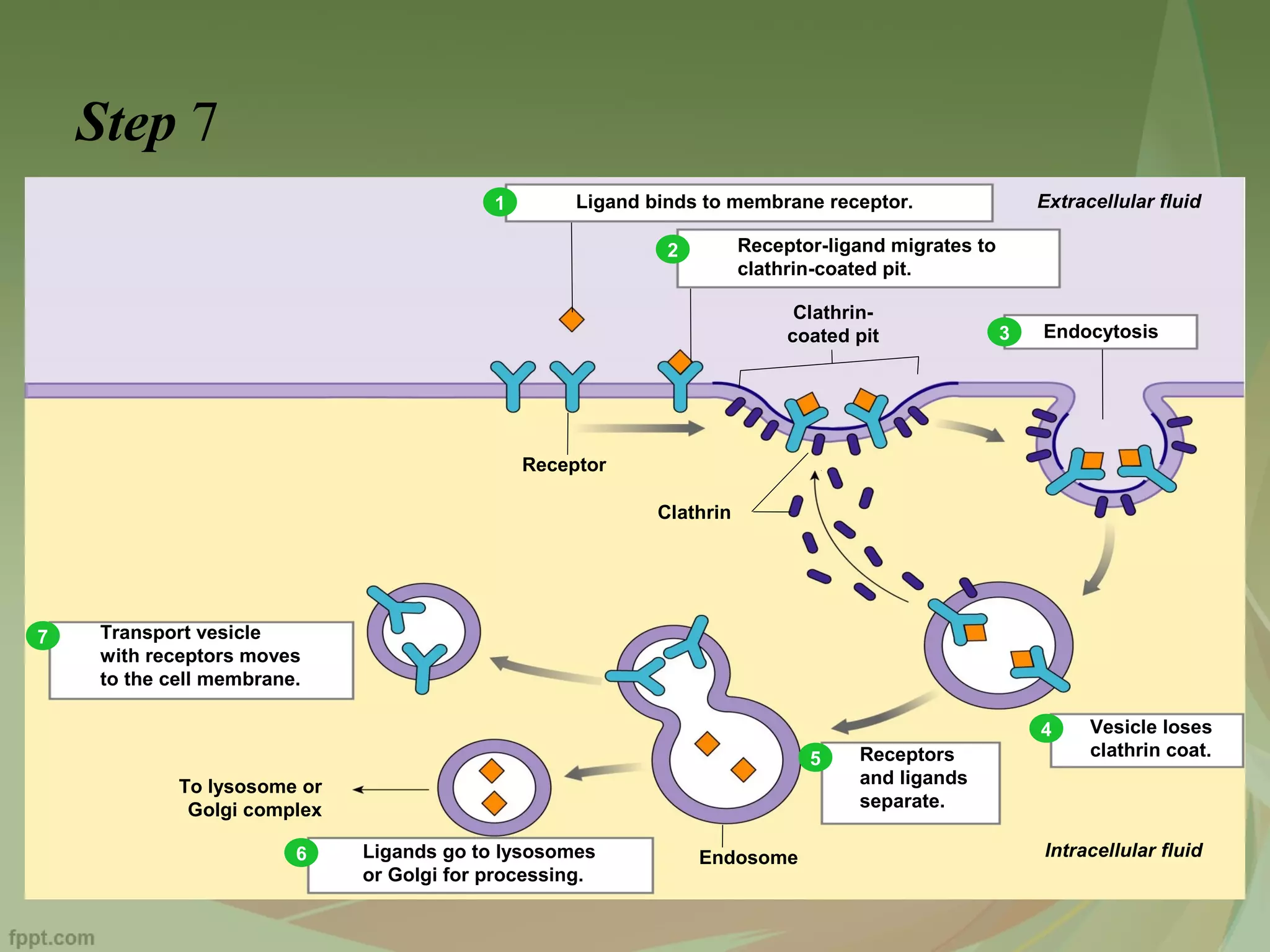 Endocytosis | PPT