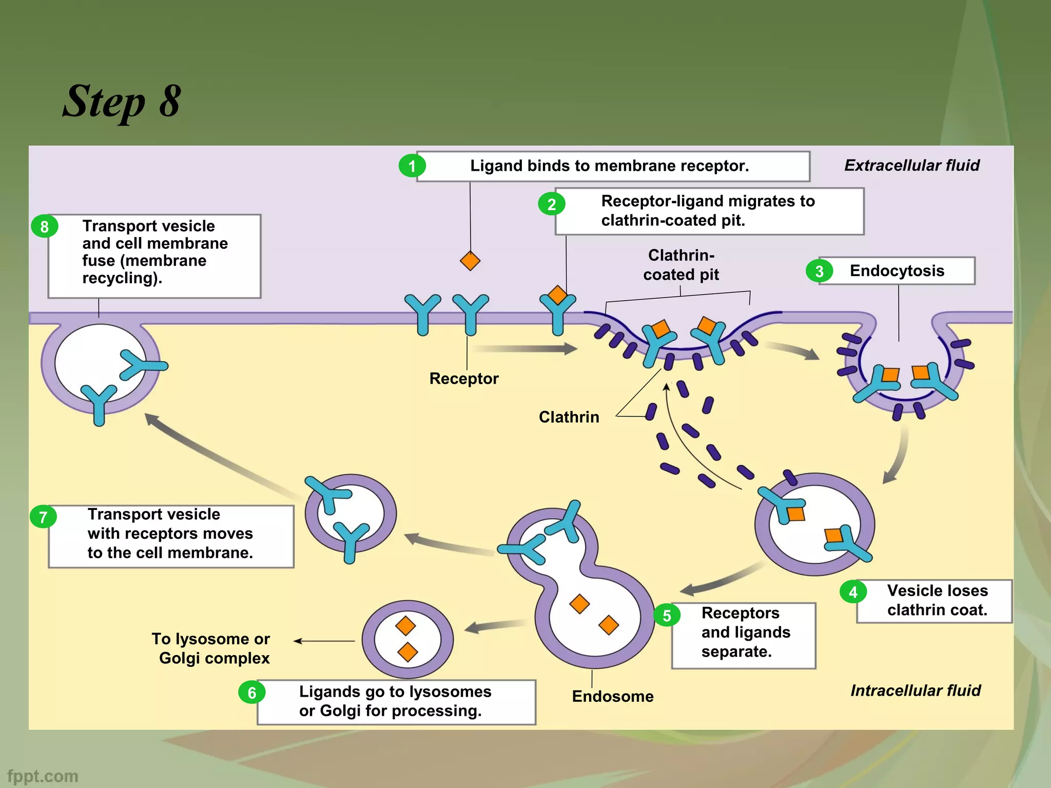 Endocytosis | PPT
