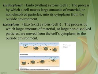 Endocytosis | PPT