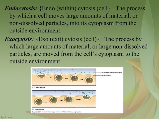 Endocytosis | PPT | Biological Sciences | Science