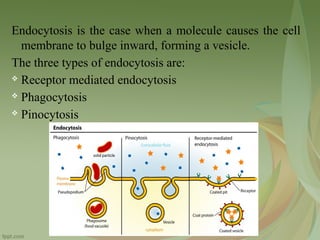 Phagocytosis Pinocytosis And Receptor Mediated Endocytosis