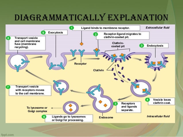 Endocytosis