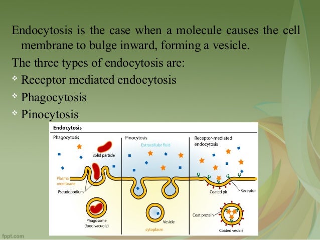 Endocytosis