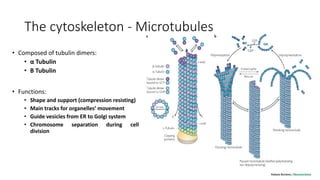 5 - A tour of the cell - Part Two | PPT