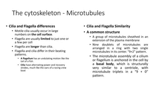 5 - A tour of the cell - Part Two | PPT