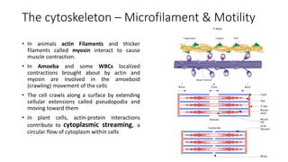 5 - A tour of the cell - Part Two | PPT