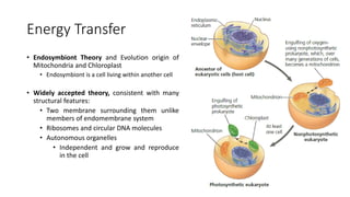 5 - A tour of the cell - Part Two | PPT