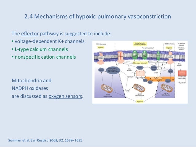 Hypoxic pulmonary vasoconstriction & hypertensive crisis