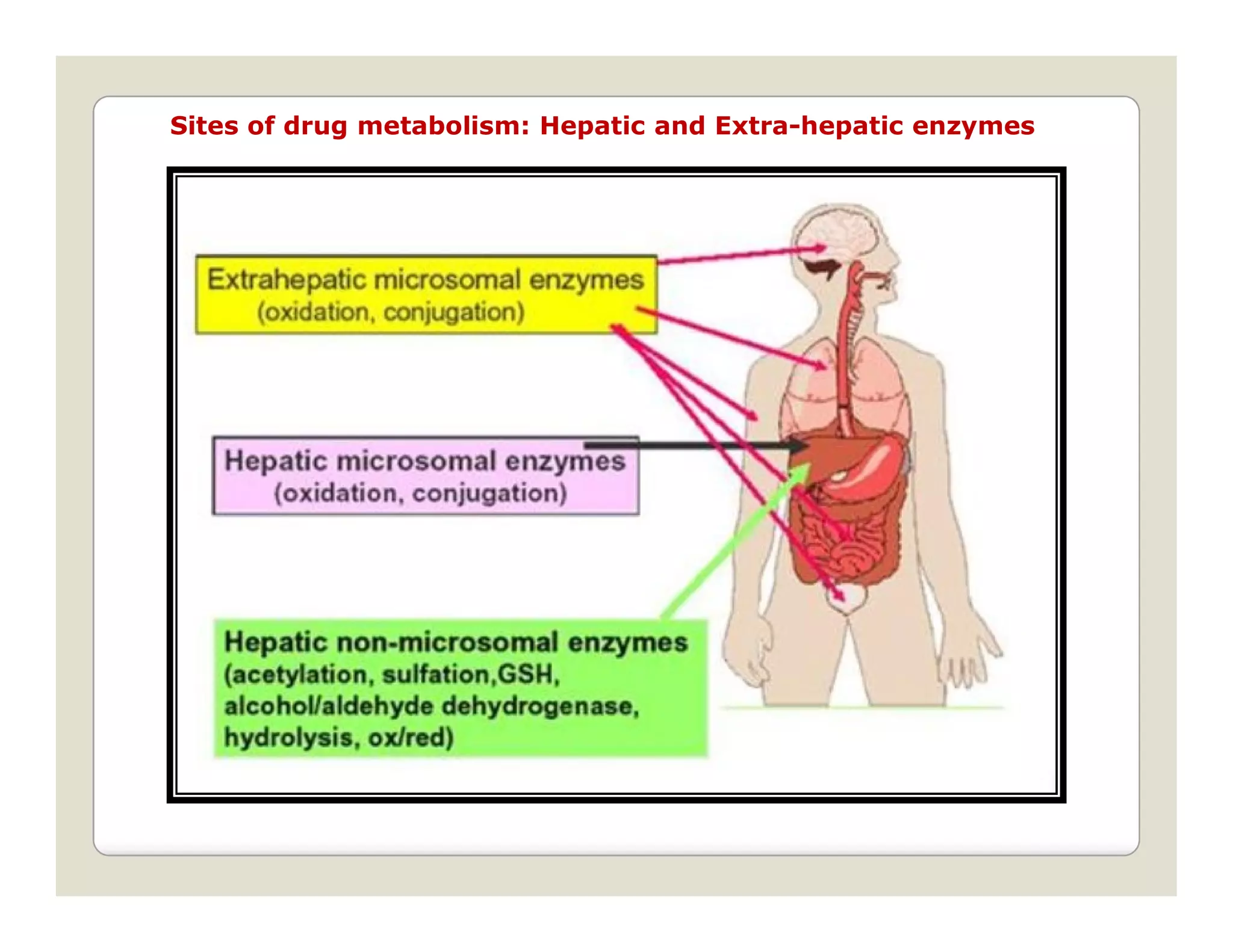Drug Metabolism.pdf