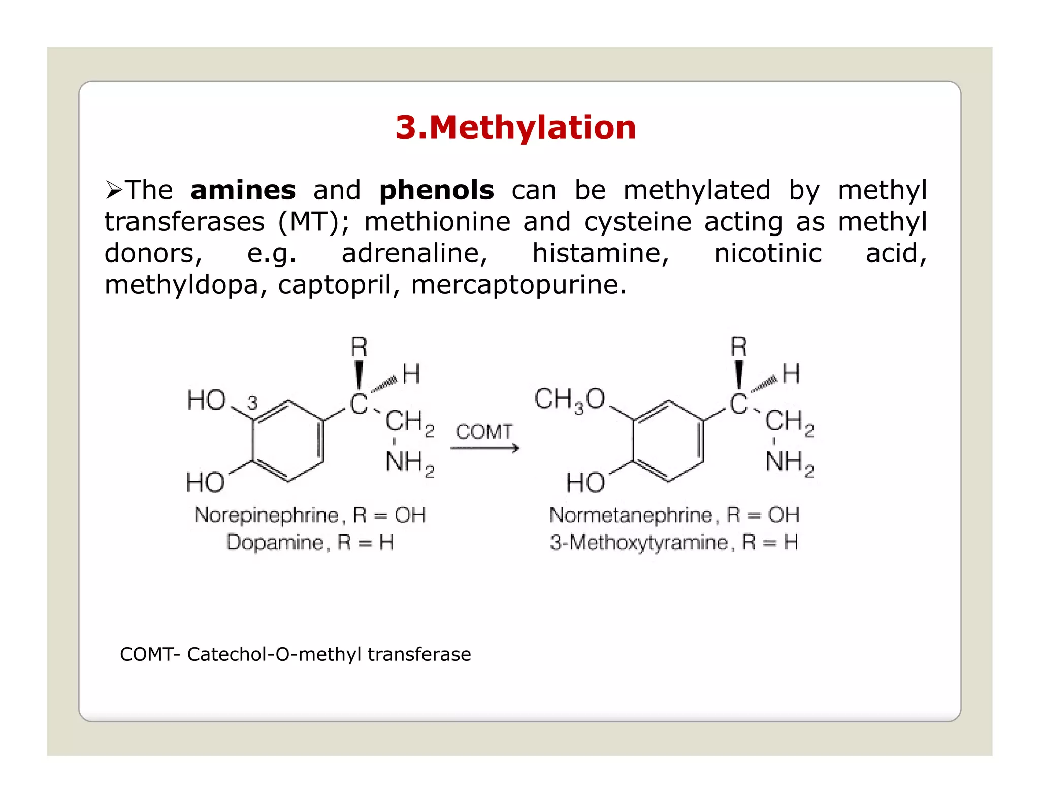 Drug Metabolism.pdf