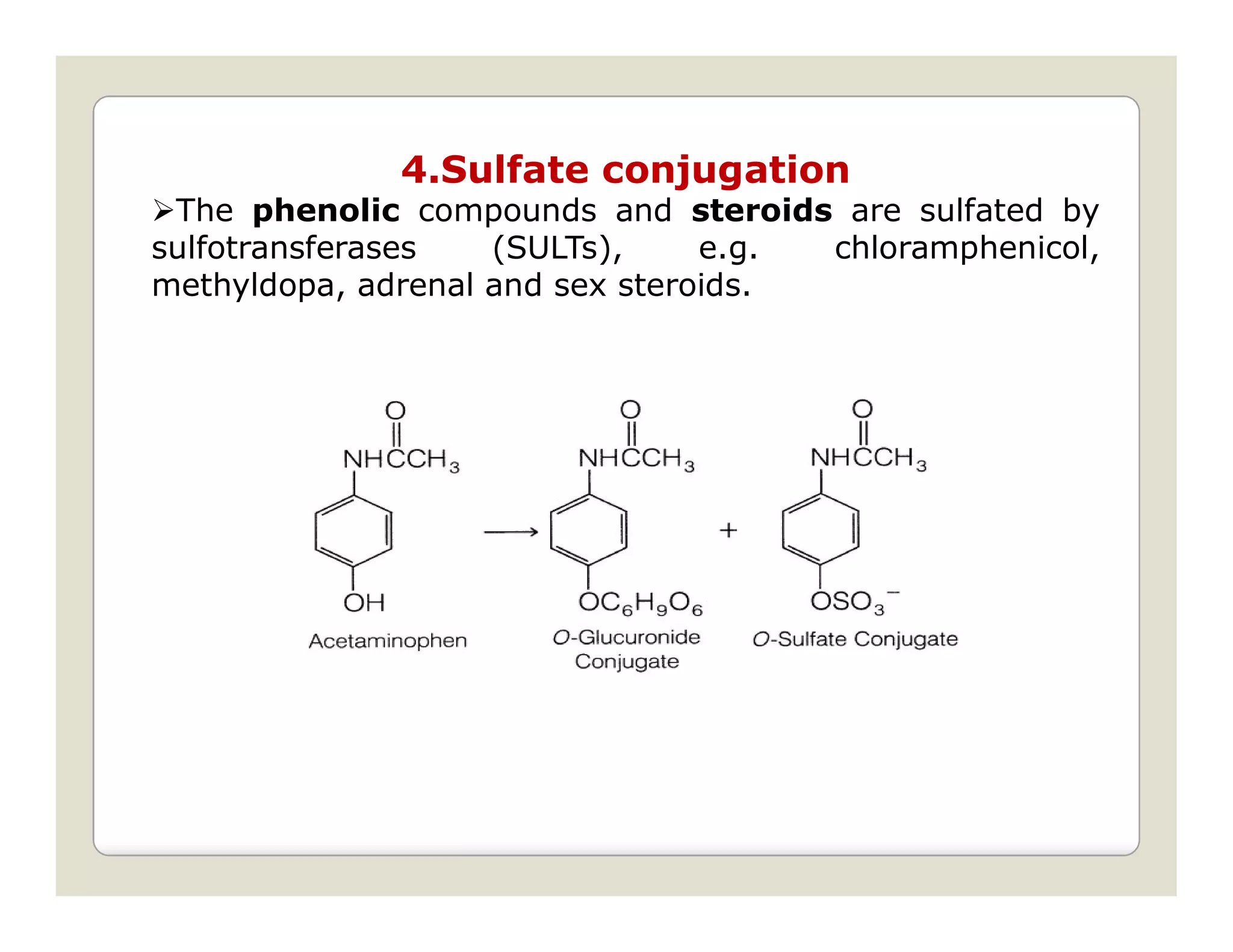 Drug Metabolism.pdf