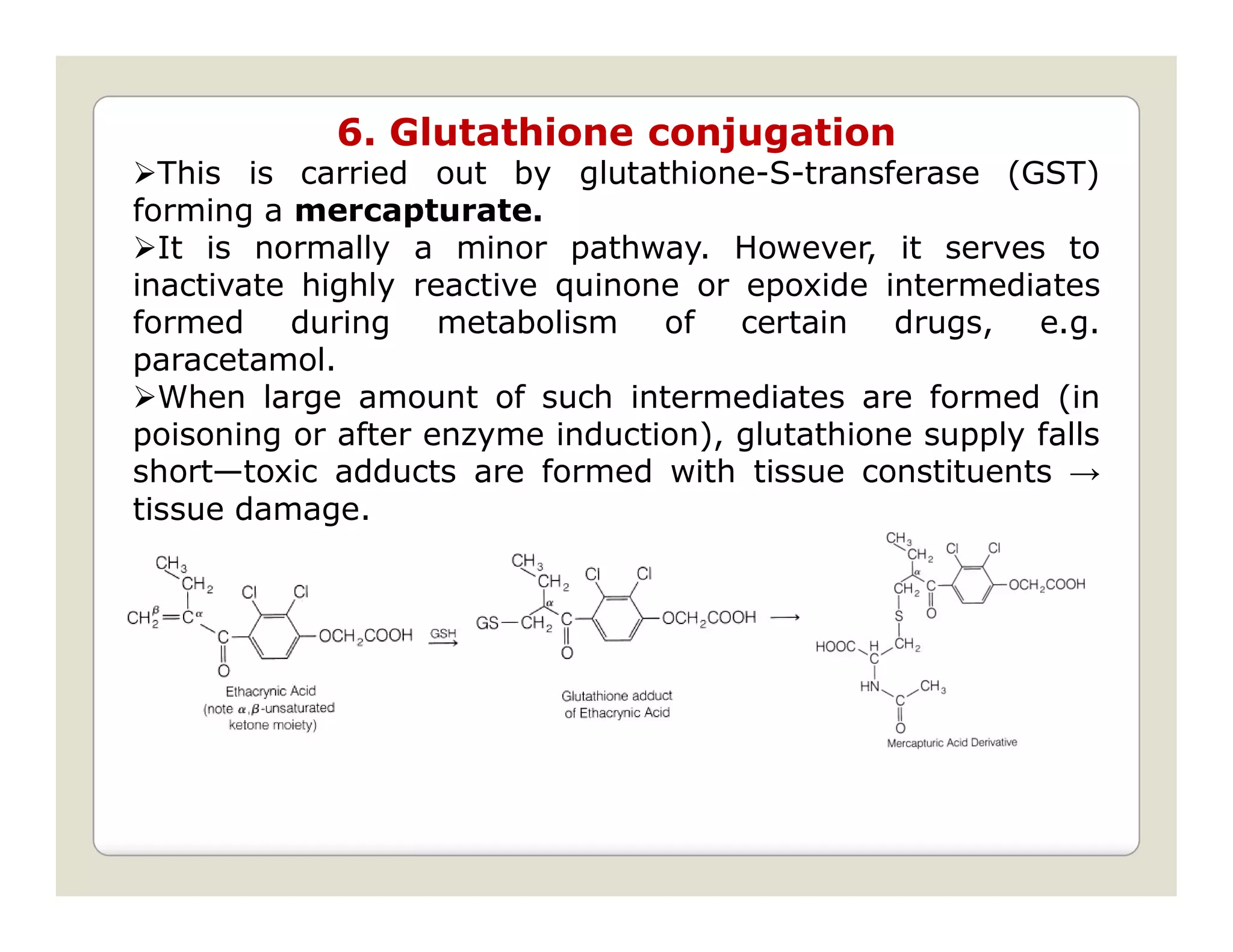 Drug Metabolism.pdf
