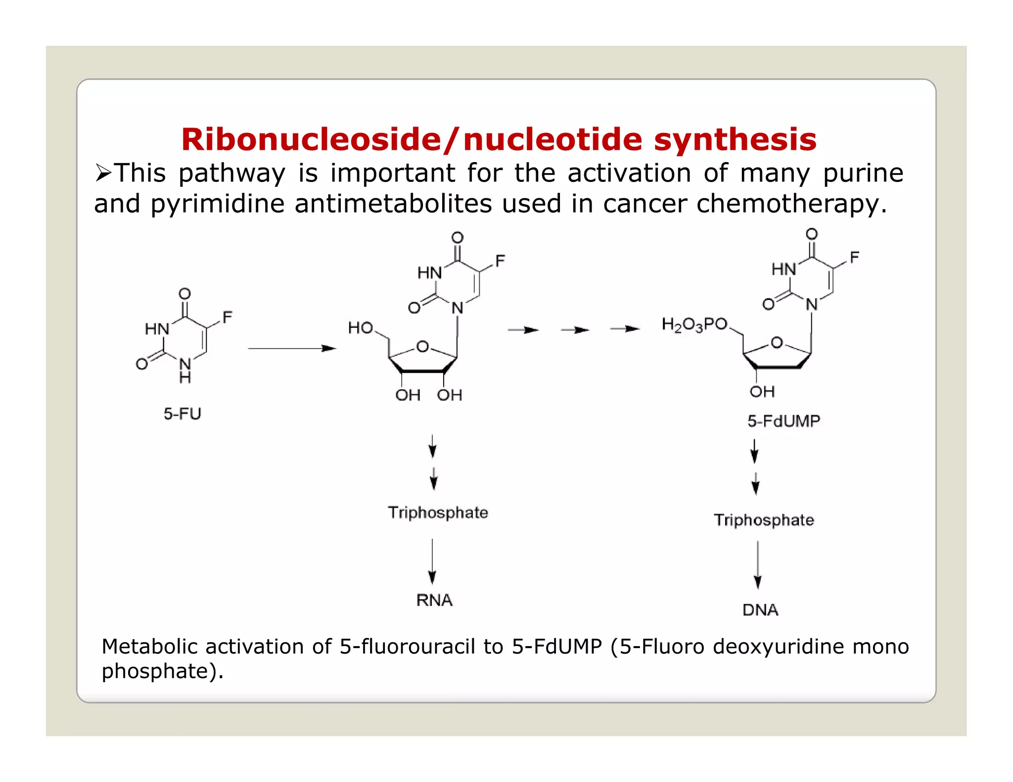 Drug Metabolism.pdf