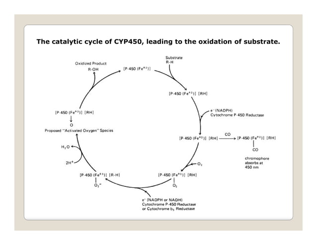 Drug Metabolism.pdf