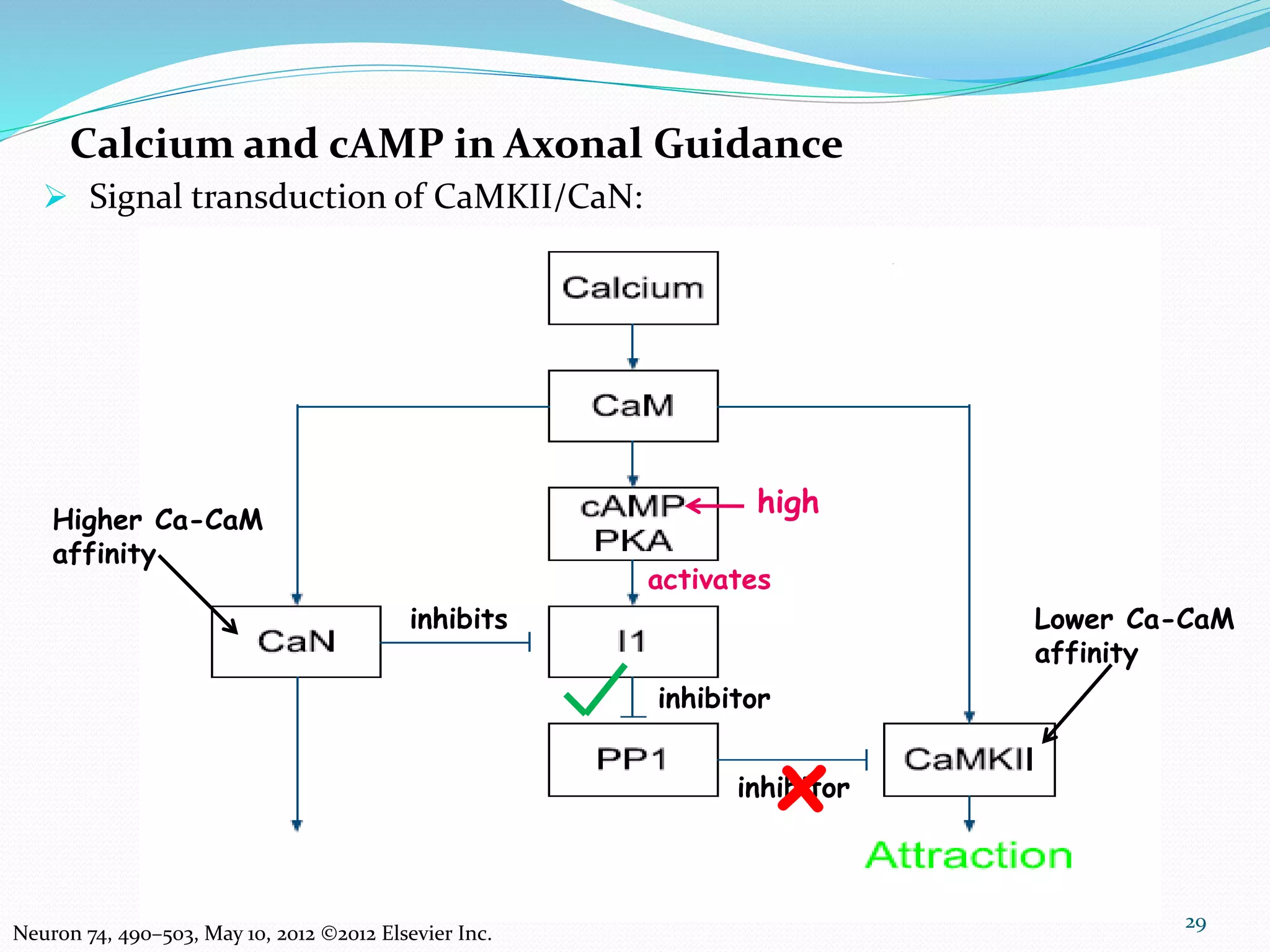 Calcium in Neuronal Homeostasis | PPTX