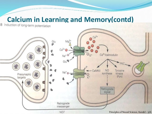 Calcium in Neuronal Homeostasis