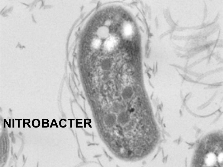 Nitrobacter Bacteria