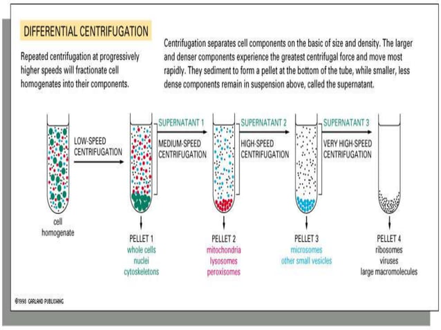 Centrifugation-1 (1) | PPT