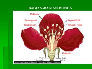 89608948struktur-dan-fungsi-jaringan-tumbuhan.ppt