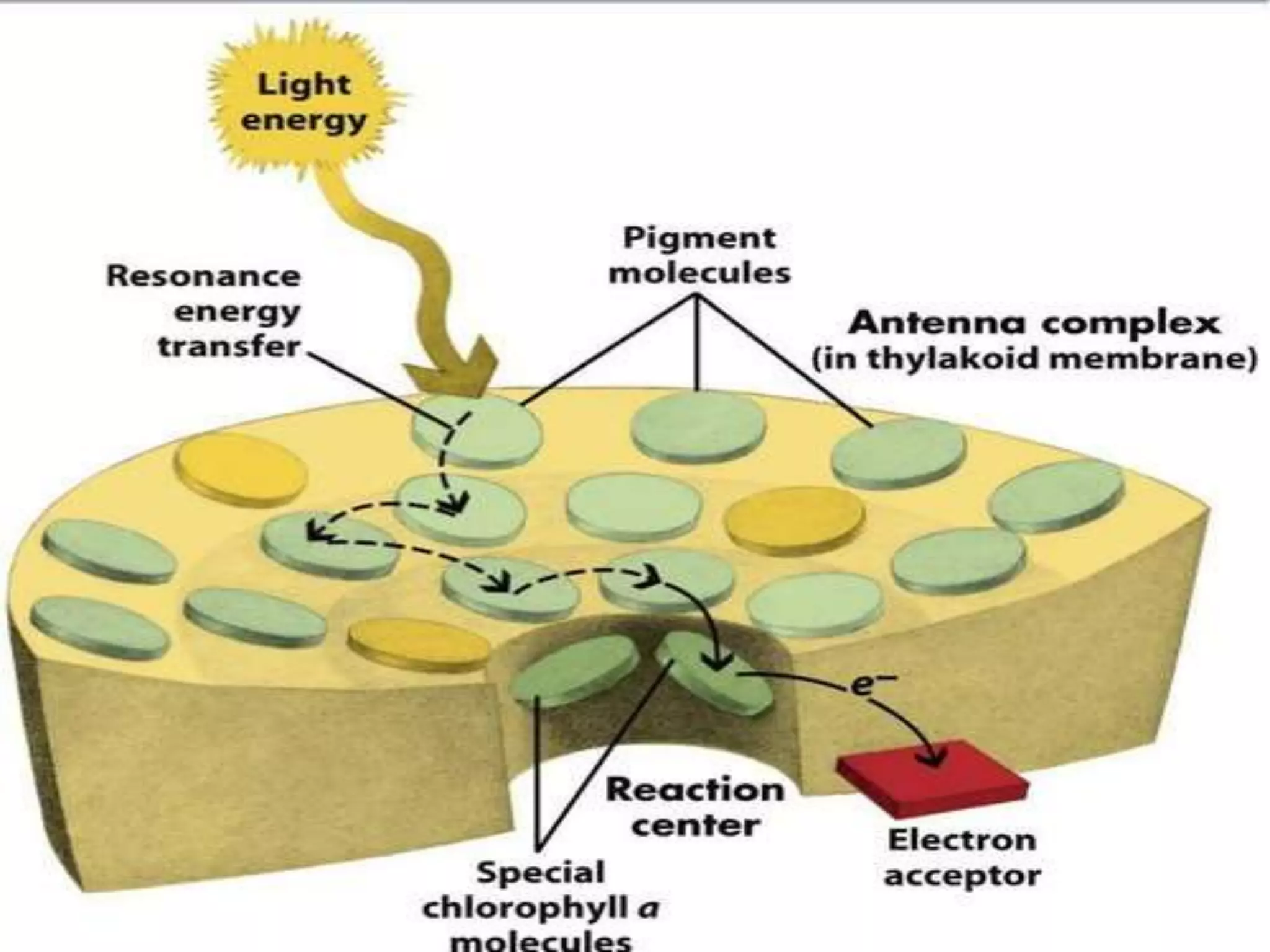 Photosynthesis (Light and Dark reaction of photosynthesis) | PPTX