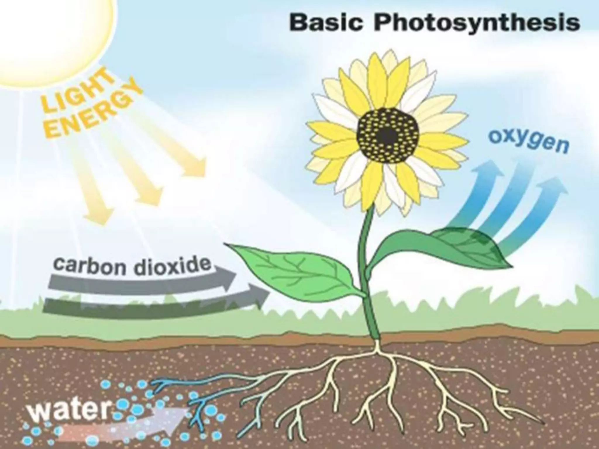 Photosynthesis (Light and Dark reaction of photosynthesis) | PPTX