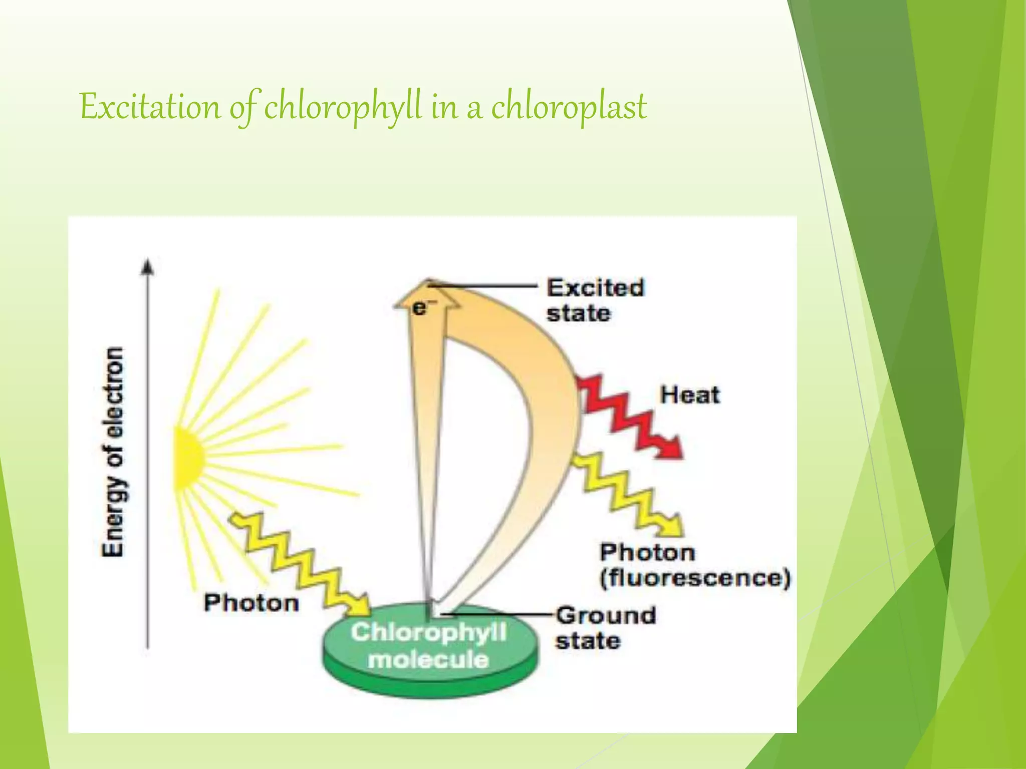 Photosynthesis (Light and Dark reaction of photosynthesis) | PPTX