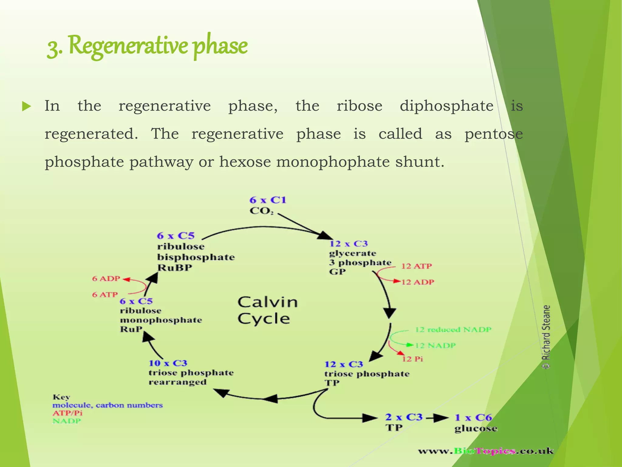 Photosynthesis (Light and Dark reaction of photosynthesis) | PPTX