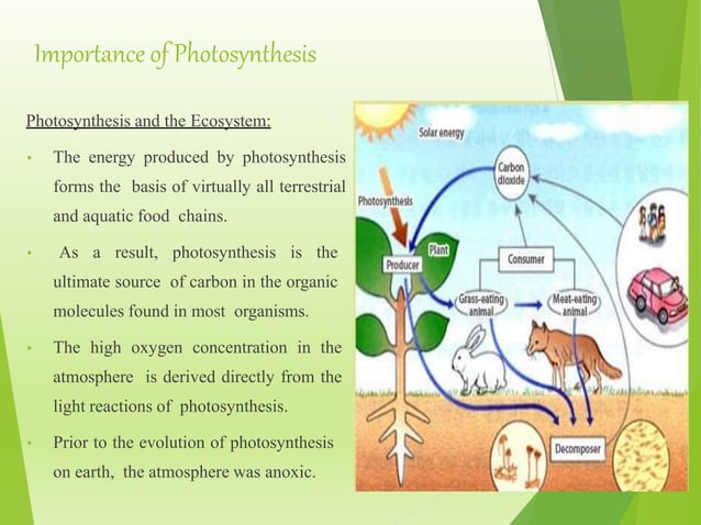 Photosynthesis (Light and Dark reaction of photosynthesis) | PPTX ...