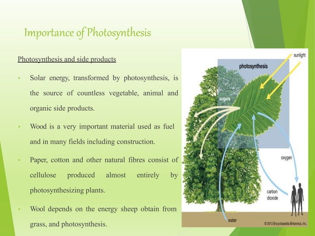 Photosynthesis (Light and Dark reaction of photosynthesis) | PPTX ...