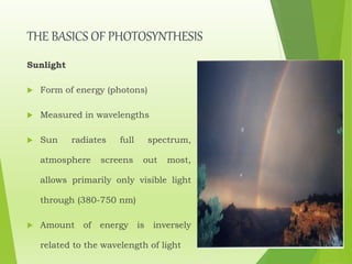 Photosynthesis (Light and Dark reaction of photosynthesis) | PPTX