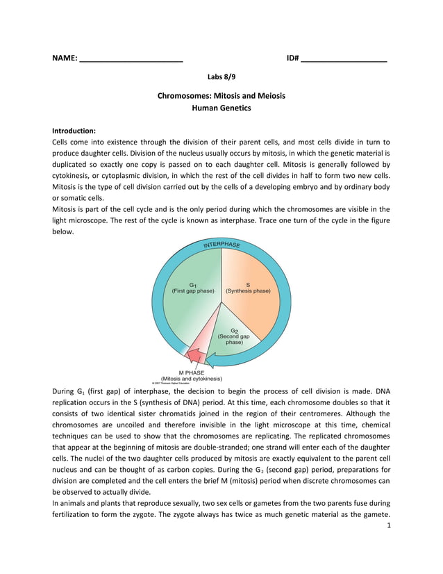 8 9 mitosis meiosis_and_genetics | PDF