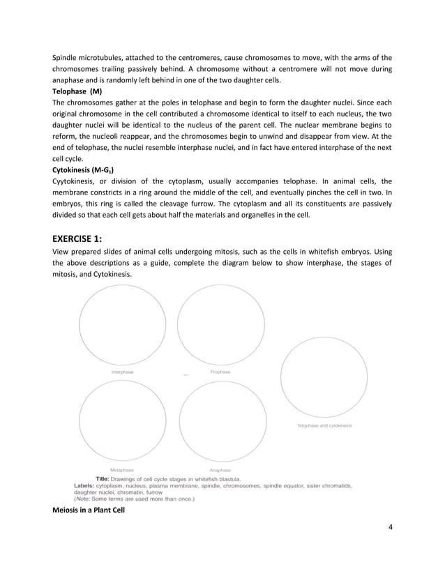 8 9 mitosis meiosis_and_genetics | PDF