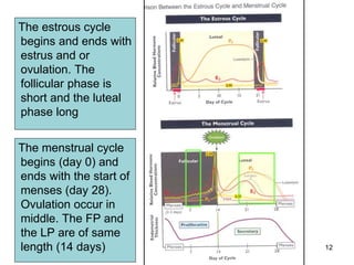 8 & 9 ther 608 estrous cycle reprod cyclicity | PPT