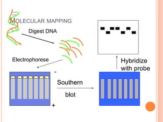 Molecular mapping | PPTX